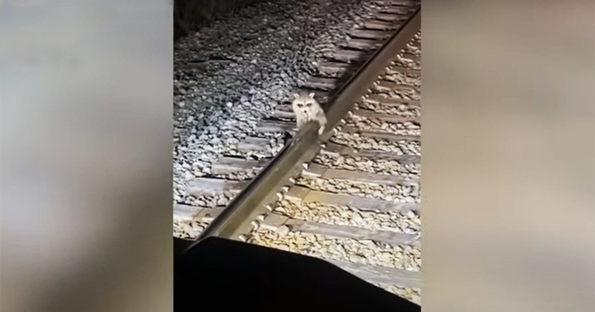 ΗΠΑ: «Παγωμένο» ρακούν βρέθηκε στις ράγες τρένου - Απεγκλωβίστηκε από ...