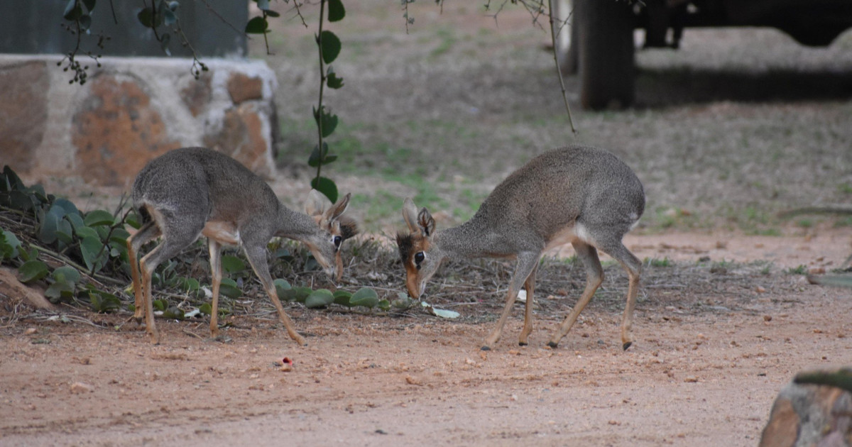 Ανατροπή στο ζωικό βασίλειο – Η παρανόηση με αρσενικά και θηλυκά ...