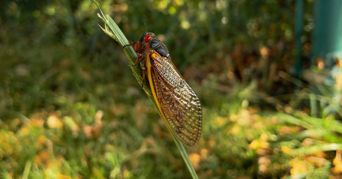 Μοναδικό φαινόμενο: Πάνω από 1 τρισεκατομμύριο έντομα θα βγουν από τη ...
